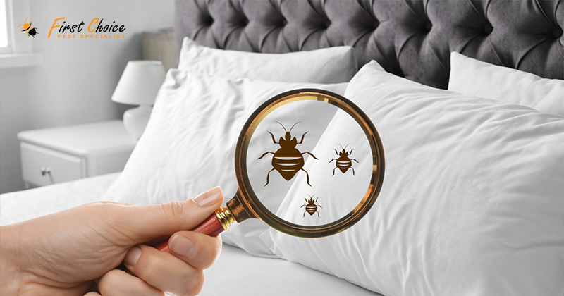 Guide to Getting Rid of Bed Bugs from Your Home and Mattress